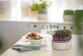 Velká farma - Klíčící miska Microgreens+Regrow, slonová kost s kávovou sedlinou