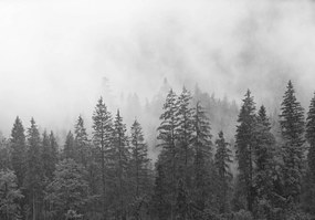 Postershop Fototapeta vliesová: Mlha nad černobílým lesem - 416x254 cm