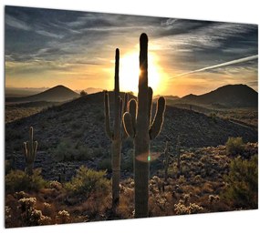 Obraz - kaktusy ve slunci (70x50 cm)