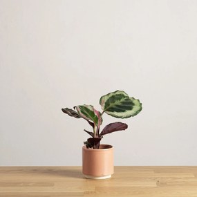 Calathea Illustris 'baby'