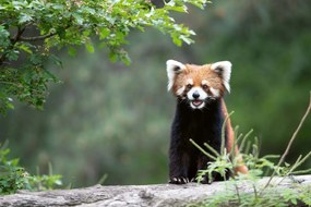 DIMEX | Samolepicí vliesová fototapeta na zeď Smějící se panda červená MA-5-0624 | 375 x 250 cm | zelená, bílá, hnědá