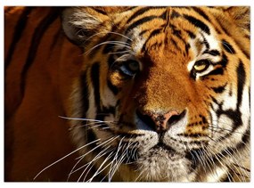 Obraz tygra (70x50 cm)