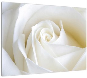 Skleněný obraz bílé růže (70x50 cm)