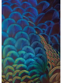 Obraz na plátně Multicolor Feathers
