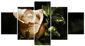 Obraz růže se zlatavým květem (150x80 cm), 40 dalších rozměrů