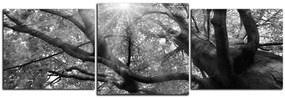 Obraz na plátně - Slunce přes větve stromu - panoráma 5240QD (120x40 cm)