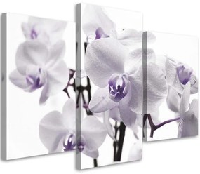 Gario Obraz na plátně Bílá fialová orchidej - 3 dílný Rozměry: 60 x 40 cm
