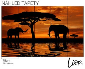 Liox Tapeta sloni v západu slunce