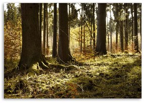 Gario Obraz na plátně V lese Rozměry: 60 x 40 cm