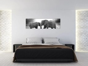 Obraz - černobílí sloni (170x50 cm)