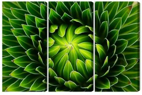 Vícedílný obraz Zelená Rostlina V Makro Měřítku Nedostatek Nedostatek Přírodní plátno 150x100