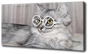 Wallmuralia Foto obraz na plátně Kočka v brýlích 100x50