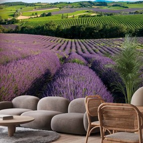 Fototapeta Lavender fields