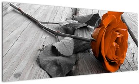 Růže oranžová - obraz (100x40cm)