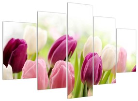 Obraz pučících tulipánů (150x105 cm)