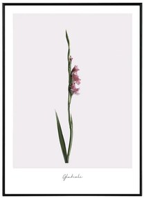 Gladioli - 50x70 cm Obraz