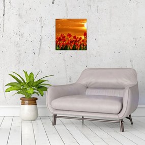 Obraz rozkvetlého lánu s tulipány (30x30 cm)