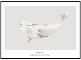 Plakát Beluga Whale A4 (21 x 29,7 cm)