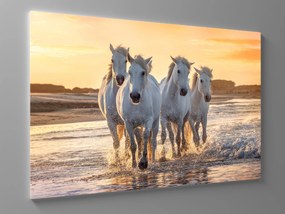 Liox Obraz běžící koně Rozměr: 120 x 80 cm