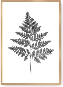 Plakát Fern Grey