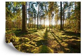 Fototapeta Lesní Západ Slunce Omyvatelný vlies 104x70.5