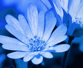 Obraz modré květy Velikost (šířka x výška): 90x60 cm