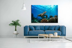 Obraz Želva v moři Velikost (šířka x výška): 120x80 cm