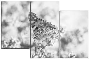 Obraz na plátně - Motýl na levandule 1221QD (135x90 cm)