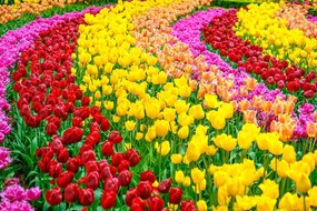 Tapeta tulipány v zahradě - 225x150 cm