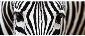 DIMEX | Panoramatická vliesová fototapeta na zeď Zebra MP-2-0234  | 375 x 150 cm | černá, bílá