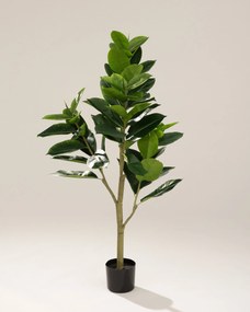 Fíkus v květináči 145 cm