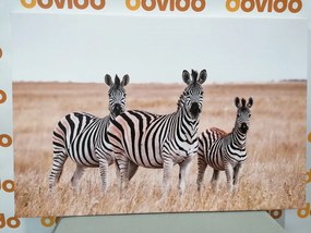 Obraz tři zebry v savaně - 90x60 cm