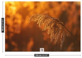 Fototapeta Oranžová třtina 104x70