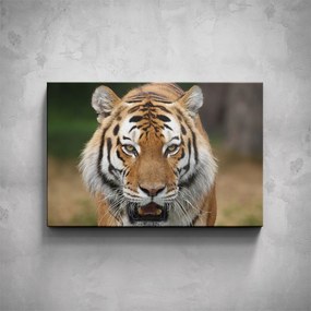 Obraz - Indický tygr - PopyDesign