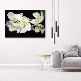 Gario Obraz na plátně Kvetoucí jasmín Rozměry: 60 x 40 cm