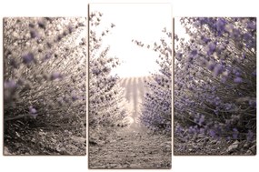 Obraz na plátně - Stezka mezi levanduloví keři 166FC (120x80 cm)