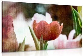 Obraz louka tulipánů v retro stylu - 60x40 cm
