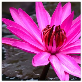 Obraz - růžový květ (30x30 cm)