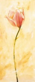Růžový tulipán - 20 x 50 cm