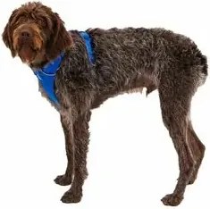 Ruffwear Front Range Postroj pro psy Blue Pool - L/XL