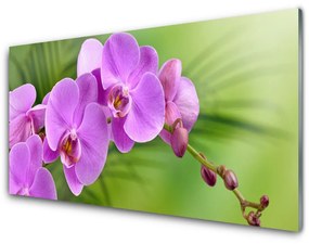 Plexisklo-obraz Vstavač Orchidej Květiny 120x60 cm