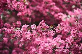 Samolepící fototapeta detailní květiny třešně