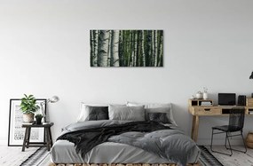Obrazy na plátně březového lesa 100x50 cm