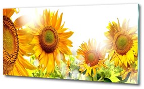 Wallmuralia Foto obraz skleněný horizontální Slunečníky 100x50