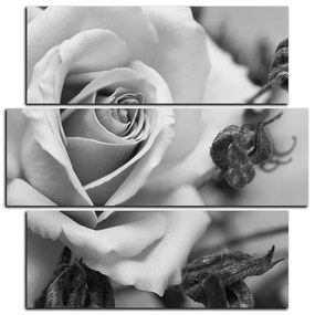 Obraz na plátně - Růže a uschlé rostliny - čtverec 3225QD (105x105 cm)