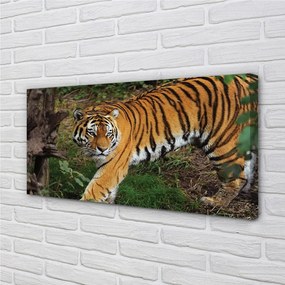 Obrazy na plátně Tiger Woods 125x50 cm