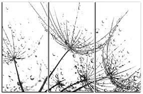 Obraz na plátně - Pampelišková semínka s kapkami vody 1202QB (120x80 cm)