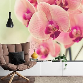 Fototapeta Krásná Orchidej Samolepící tapety 270x180