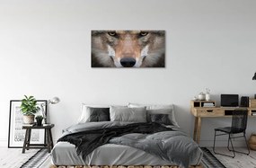 Obrazy na plátně wolf Eyes 120x60 cm