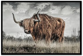 Obraz skotský býk 100660